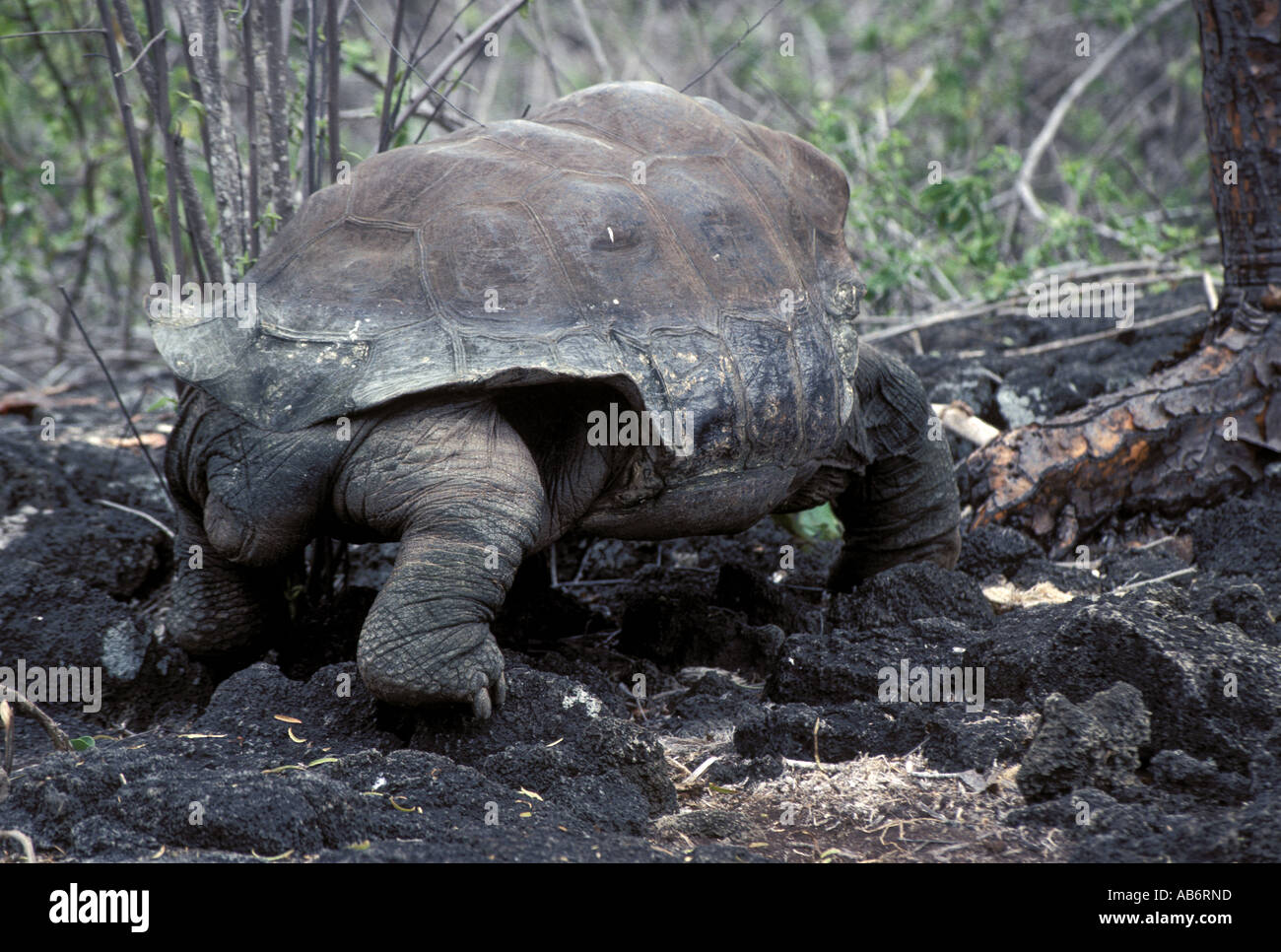 Giant Galapagos Lonesome George Tortoise in Grass Stock Photo - Alamy