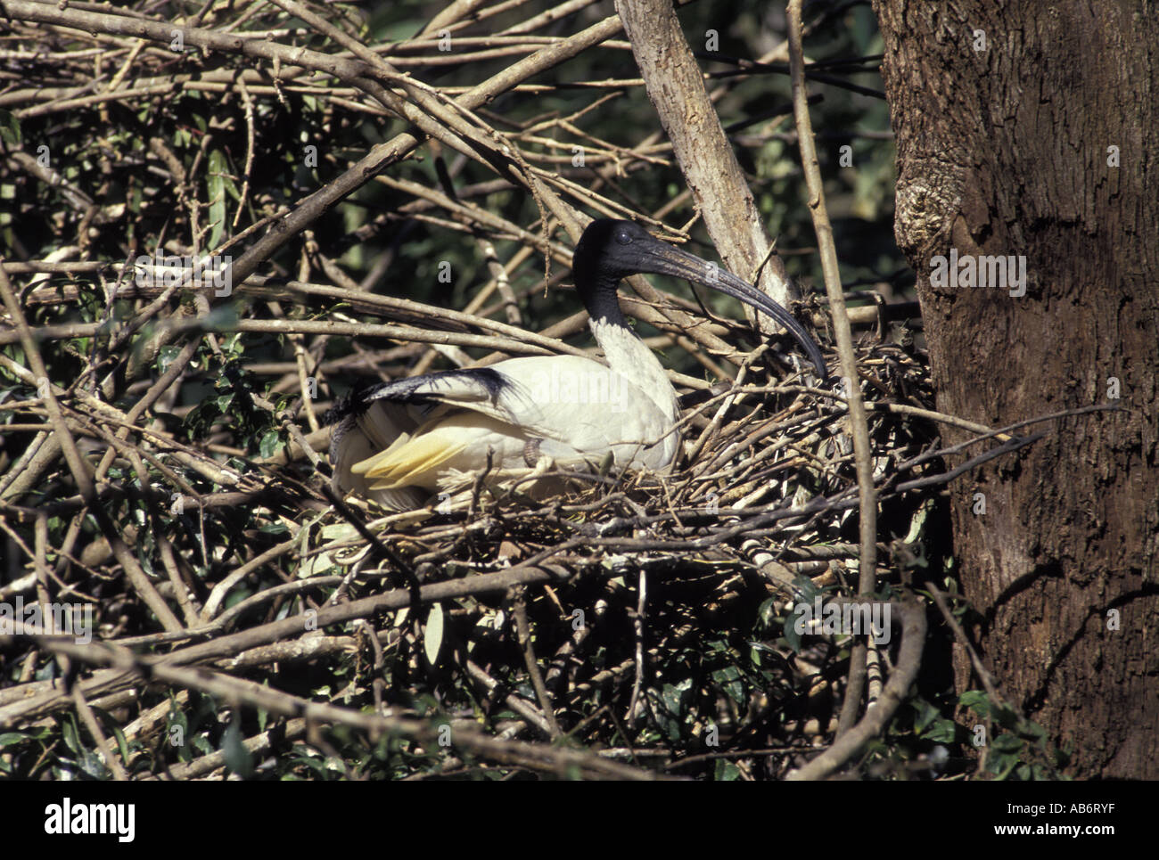 Asian bird hi-res stock photography and images - Alamy