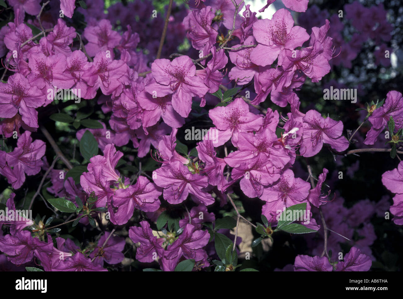 Azalea plant hi-res stock photography and images - Alamy