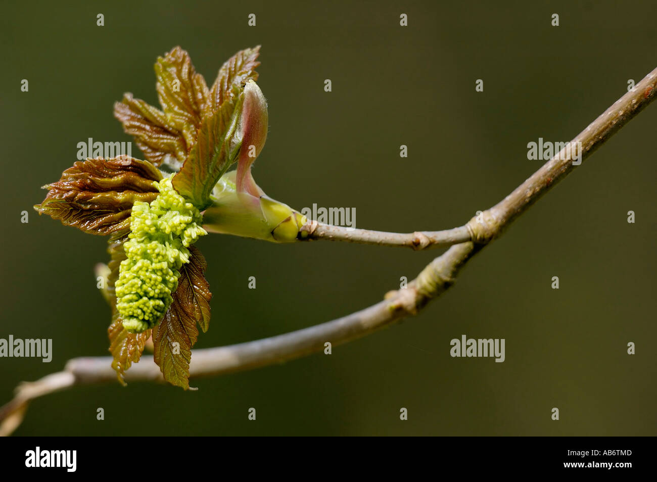 Fresh leaves flower of Sycamore tree Acer pseudoplatanus Stock Photo ...
