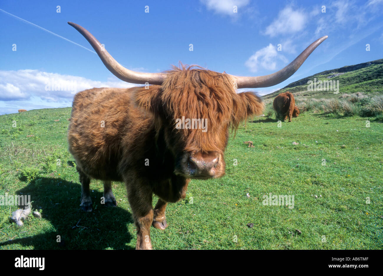 Thick cow coat hi-res stock photography and images - Alamy