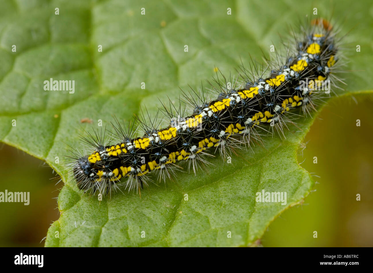 Scarlet tiger moth caterpillar hi-res stock photography and images - Alamy