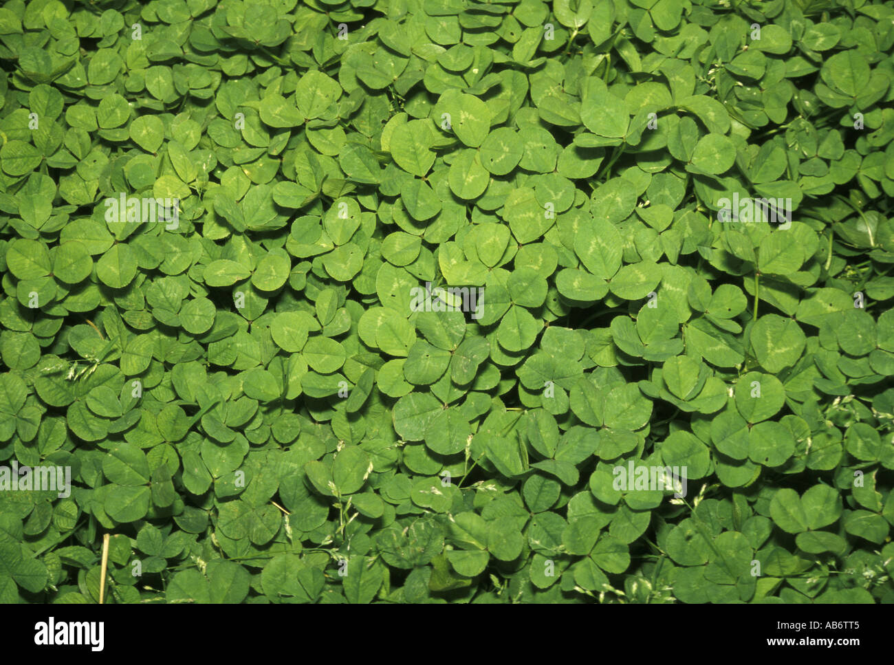 Clover Field of Clover Stock Photo - Alamy