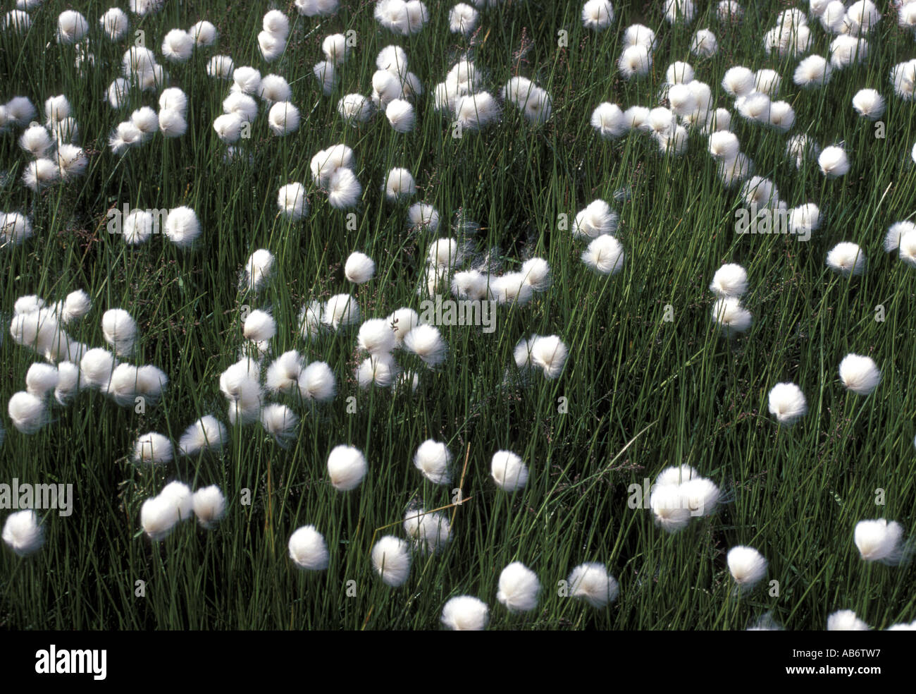 Cotton Cotton Field Stock Photo - Alamy