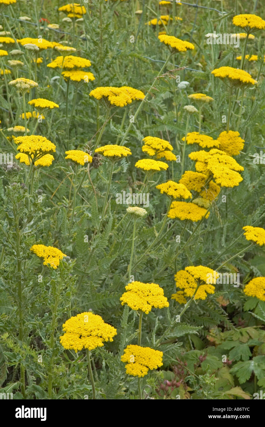 Tansy tanacetum parthenium yellow hi-res stock photography and images ...