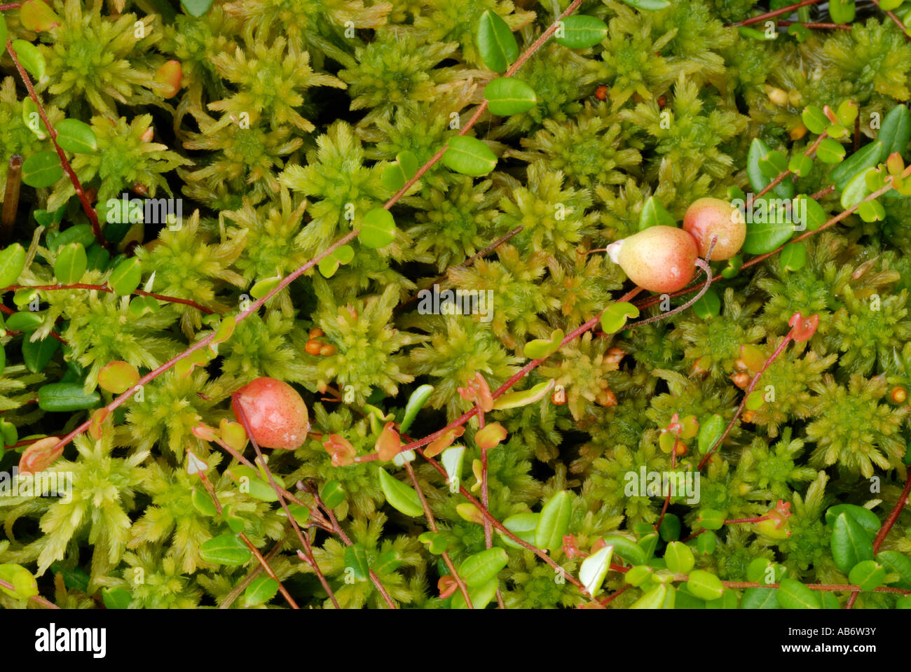 Common Cranberry (Vaccinium oxycoccus Stock Photo - Alamy