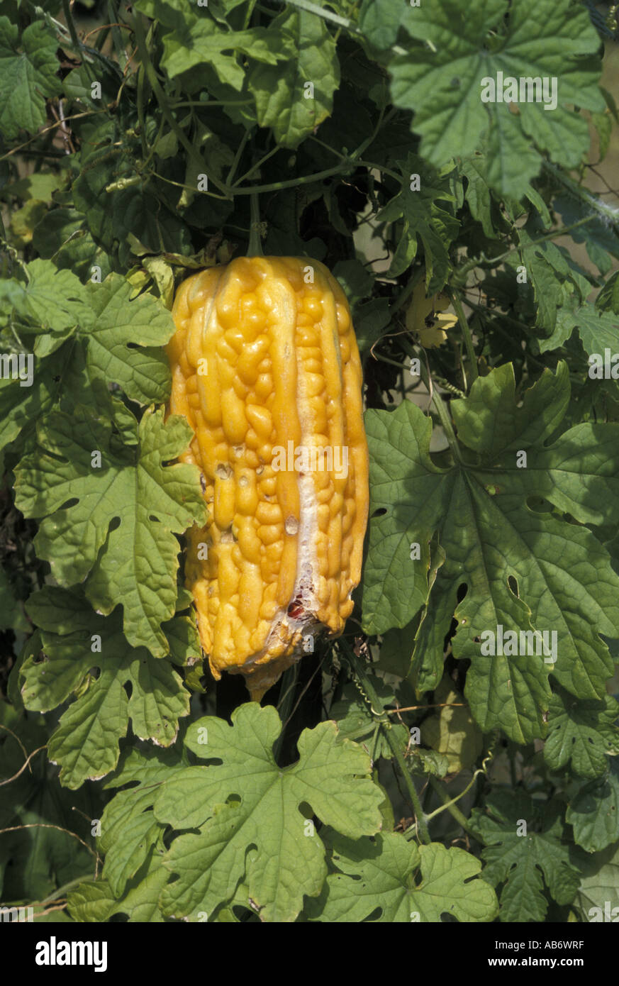 Plant Melon Bitter Chinese Melon Stock Photo - Alamy