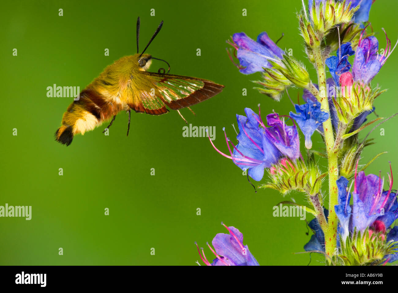 Hovering Bee Hawk Moth High Resolution Stock Photography and Images - Alamy