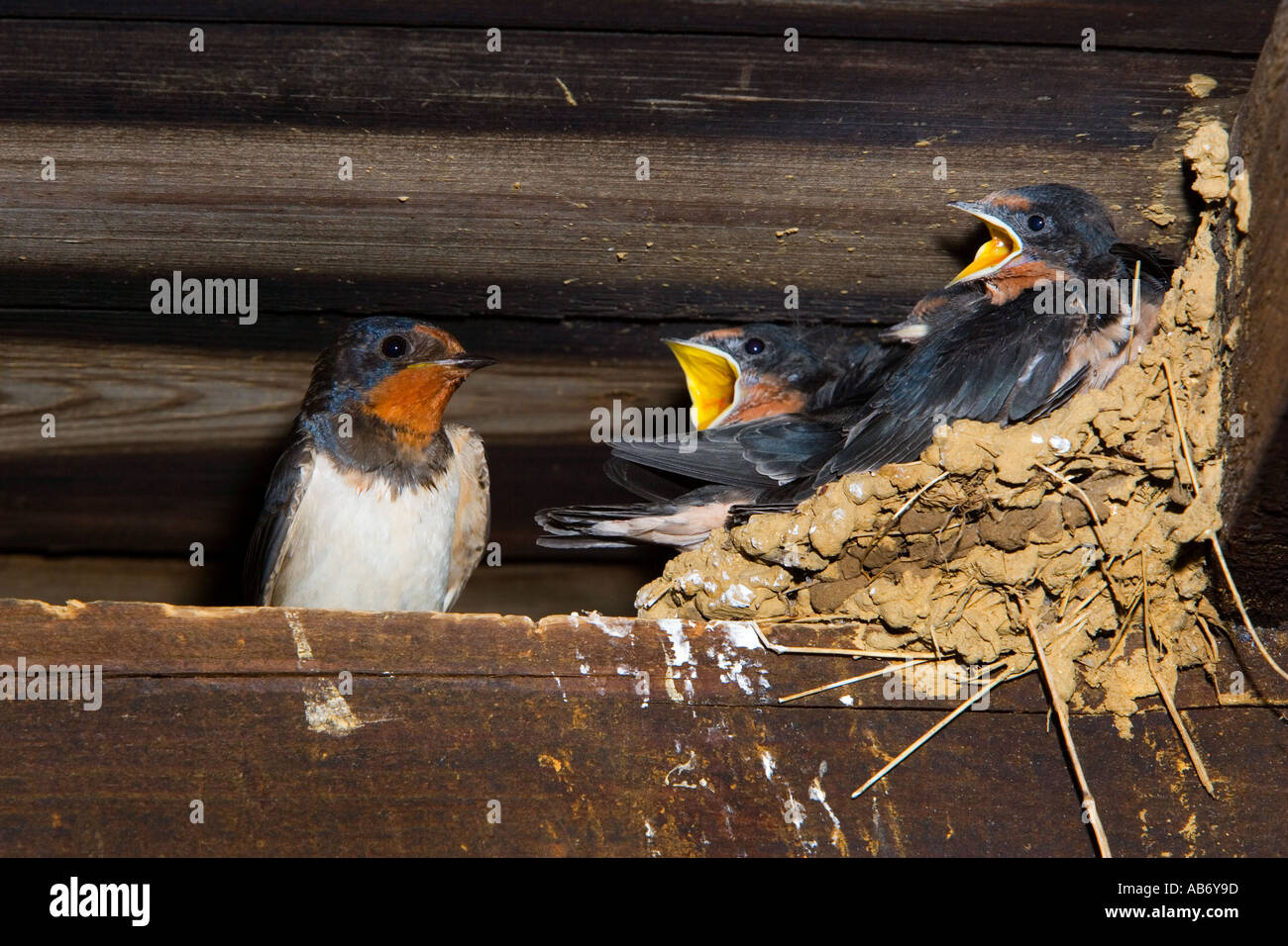 Swallow building nest hi-res stock photography and images - Alamy
