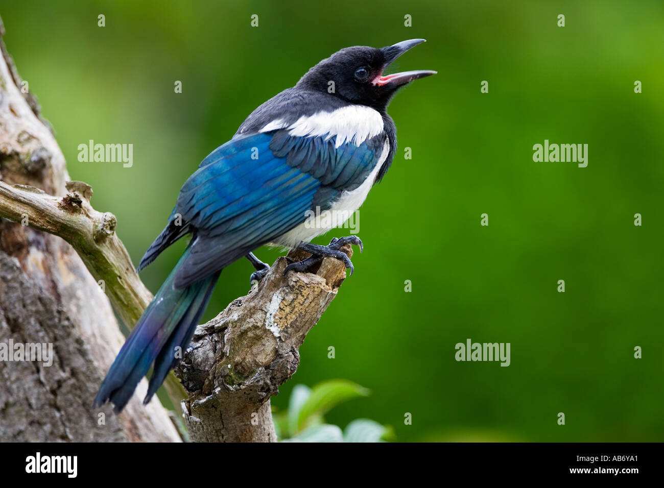 Magpie pica pica beak open hi-res stock photography and images - Alamy