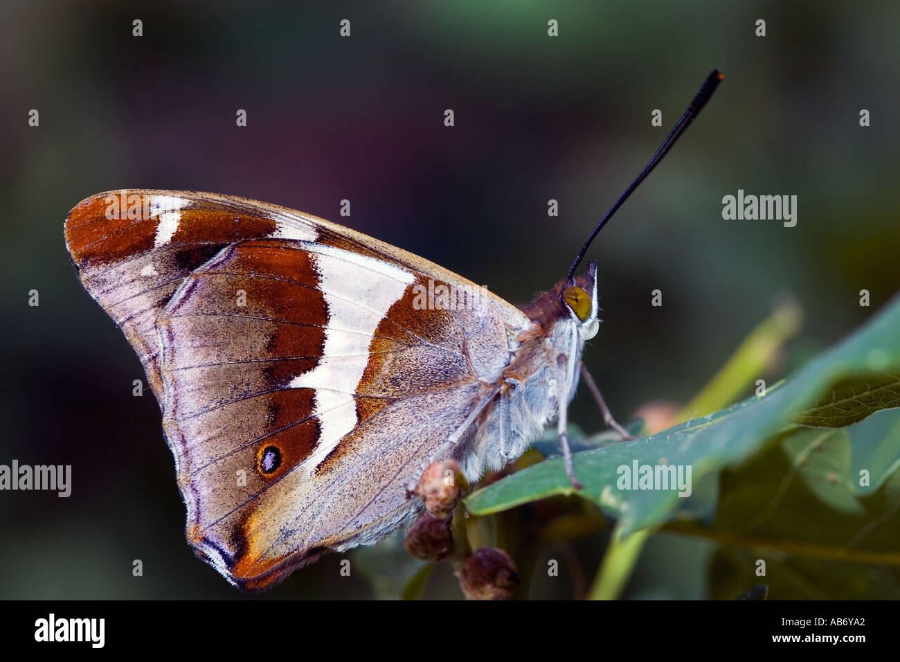Great purple emperor butterfly hi-res stock photography and images - Alamy