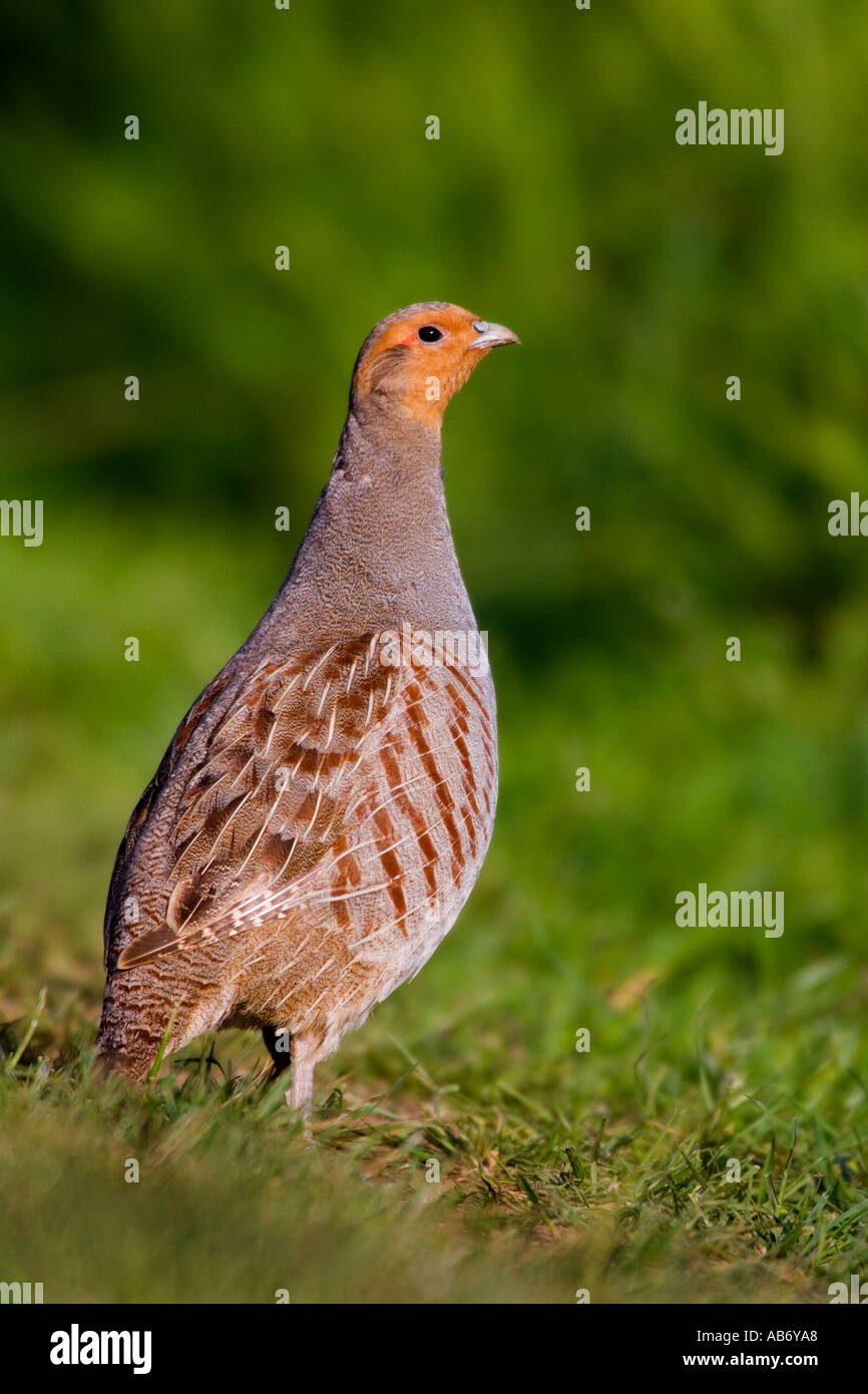 Grey Partridge Perdix perdix standing upright looking alert with out of ...