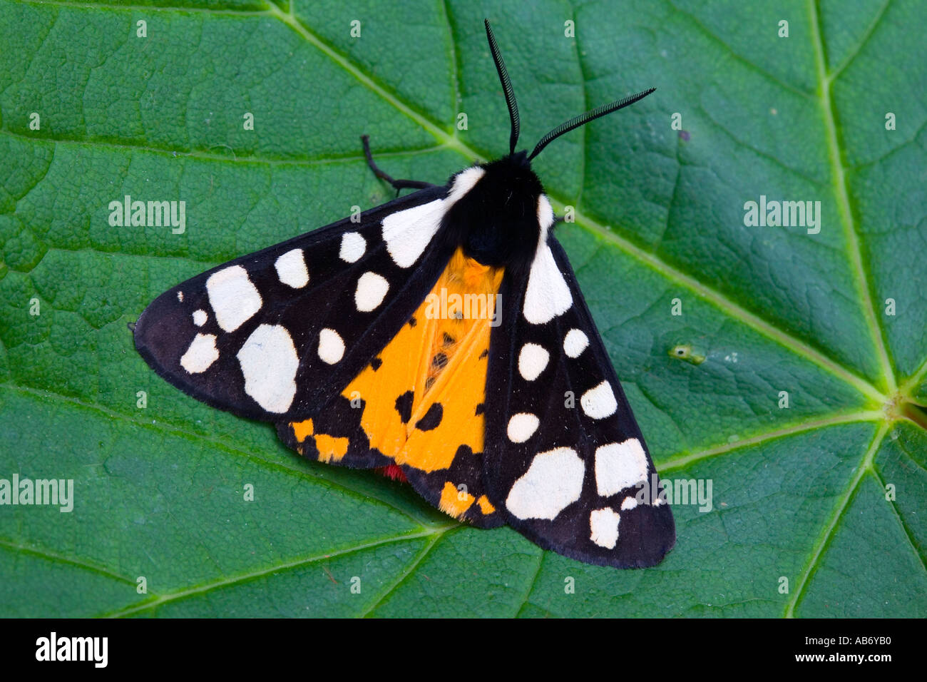 Cream Spot Tiger Moth Arctia villica at rest on leaf with wings partly ...