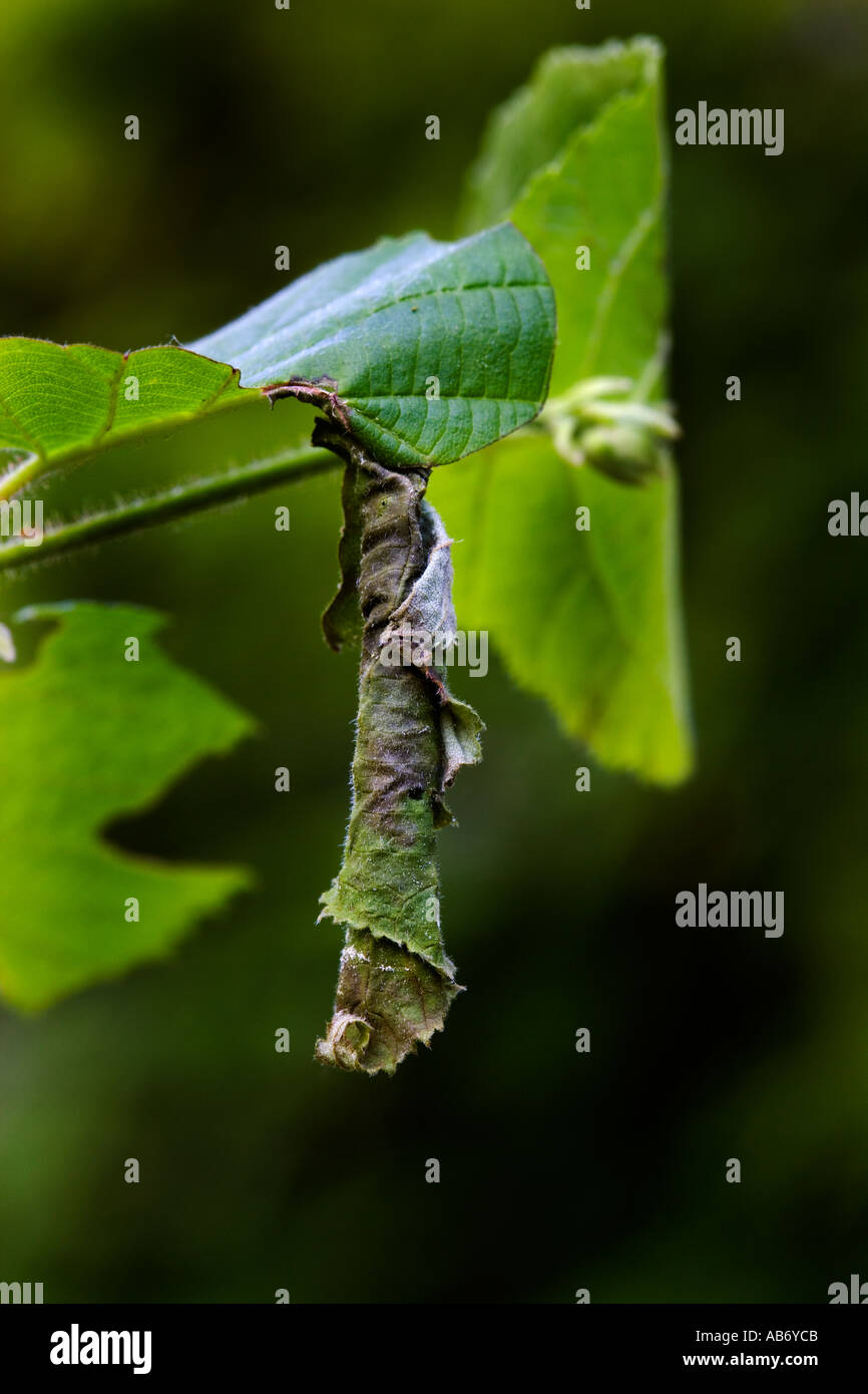 Coryl hi-res stock photography and images - Alamy