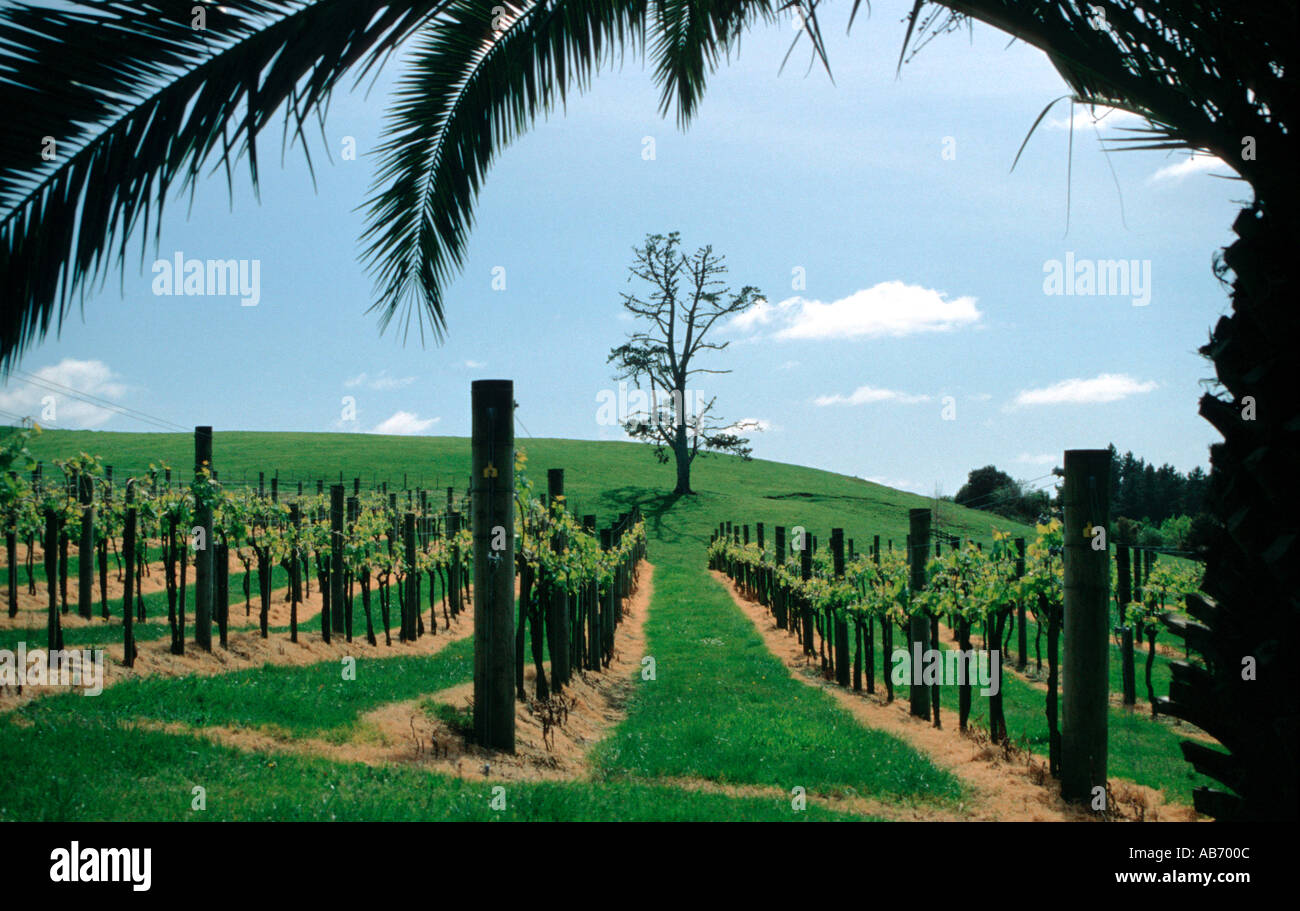 Longview vineyard hi-res stock photography and images - Alamy