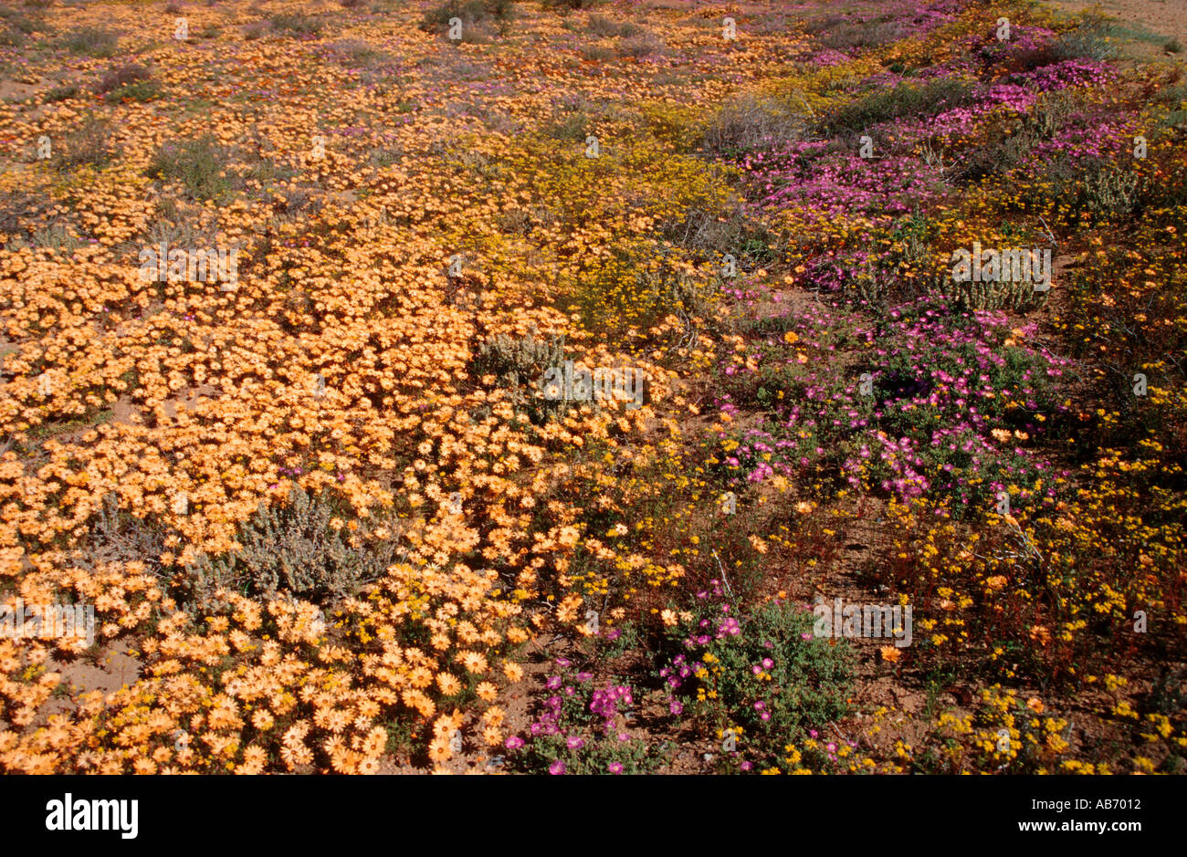A duvet of wild flowers in Namaqualand a semidesert in South Africa ...