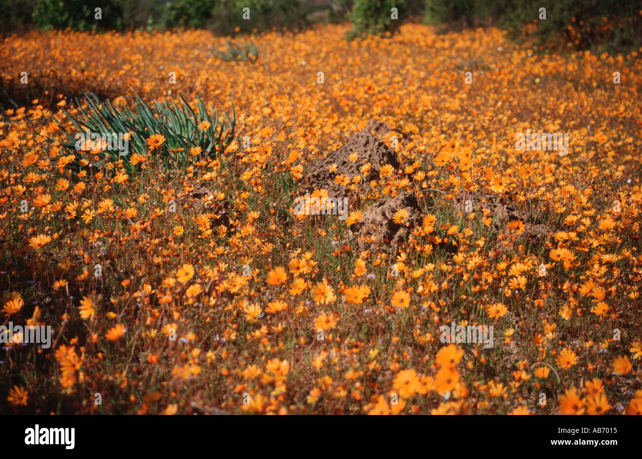 A duvet of wild flowers in Namaqualand a semidesert in South Africa ...