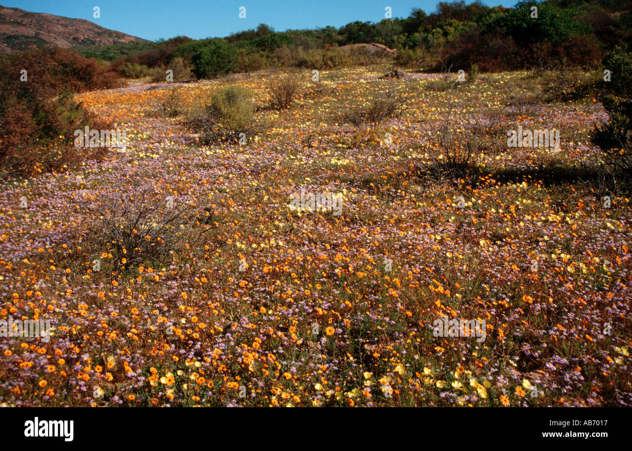 A duvet of wild flowers in Namaqualand a semidesert in South Africa ...
