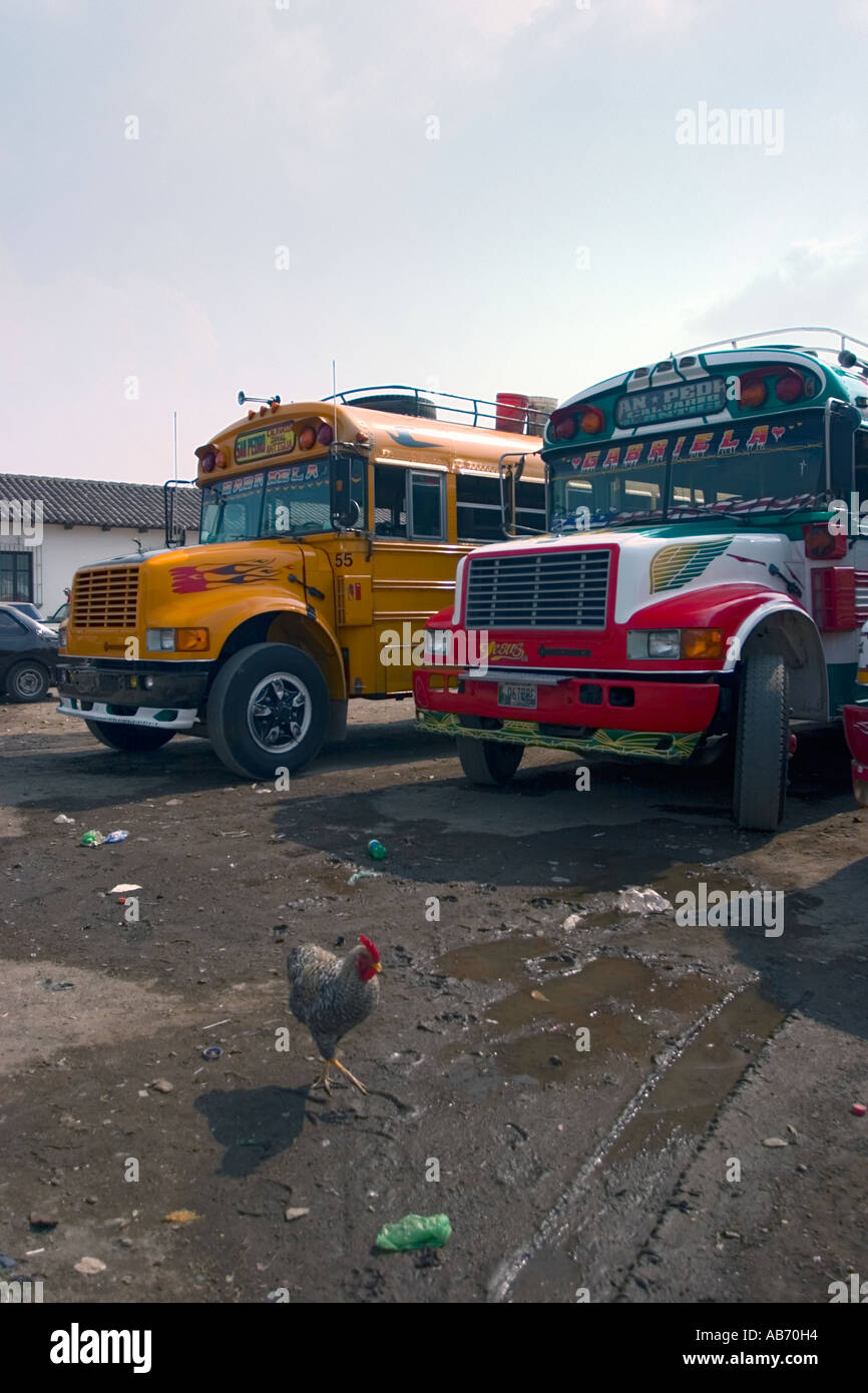 Chicken in front of Chicken buses Antigua Guatemala Stock Photo - Alamy