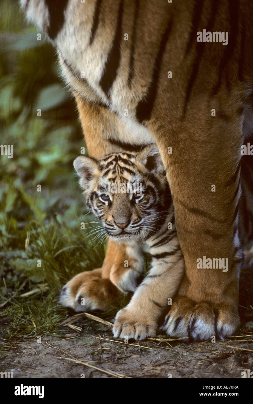 Felis Tigris Stock Photos & Felis Tigris Stock Images - Alamy