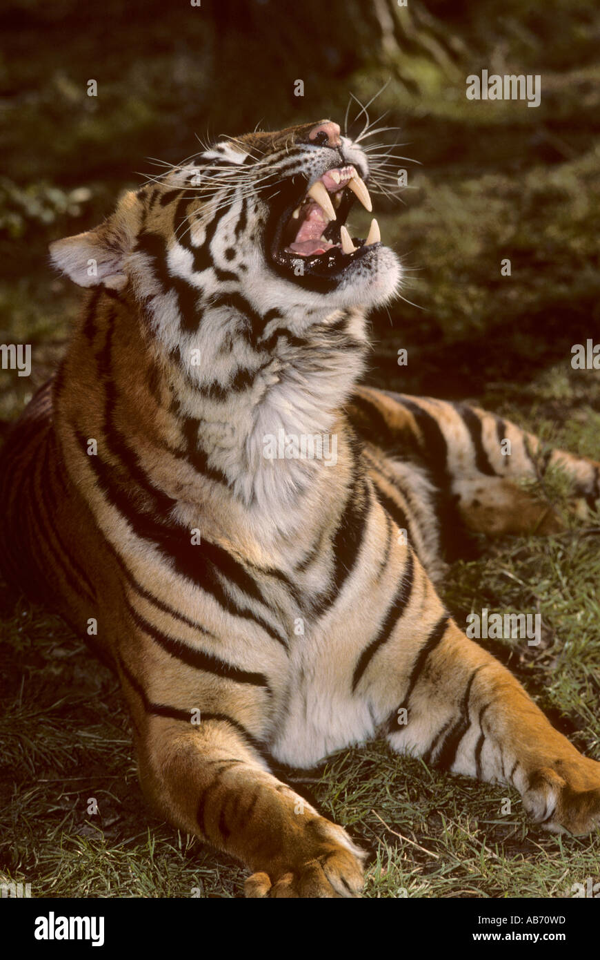Indian tiger (Panthera tigris tigris) Captive, Port Lympne Wild Animal ...