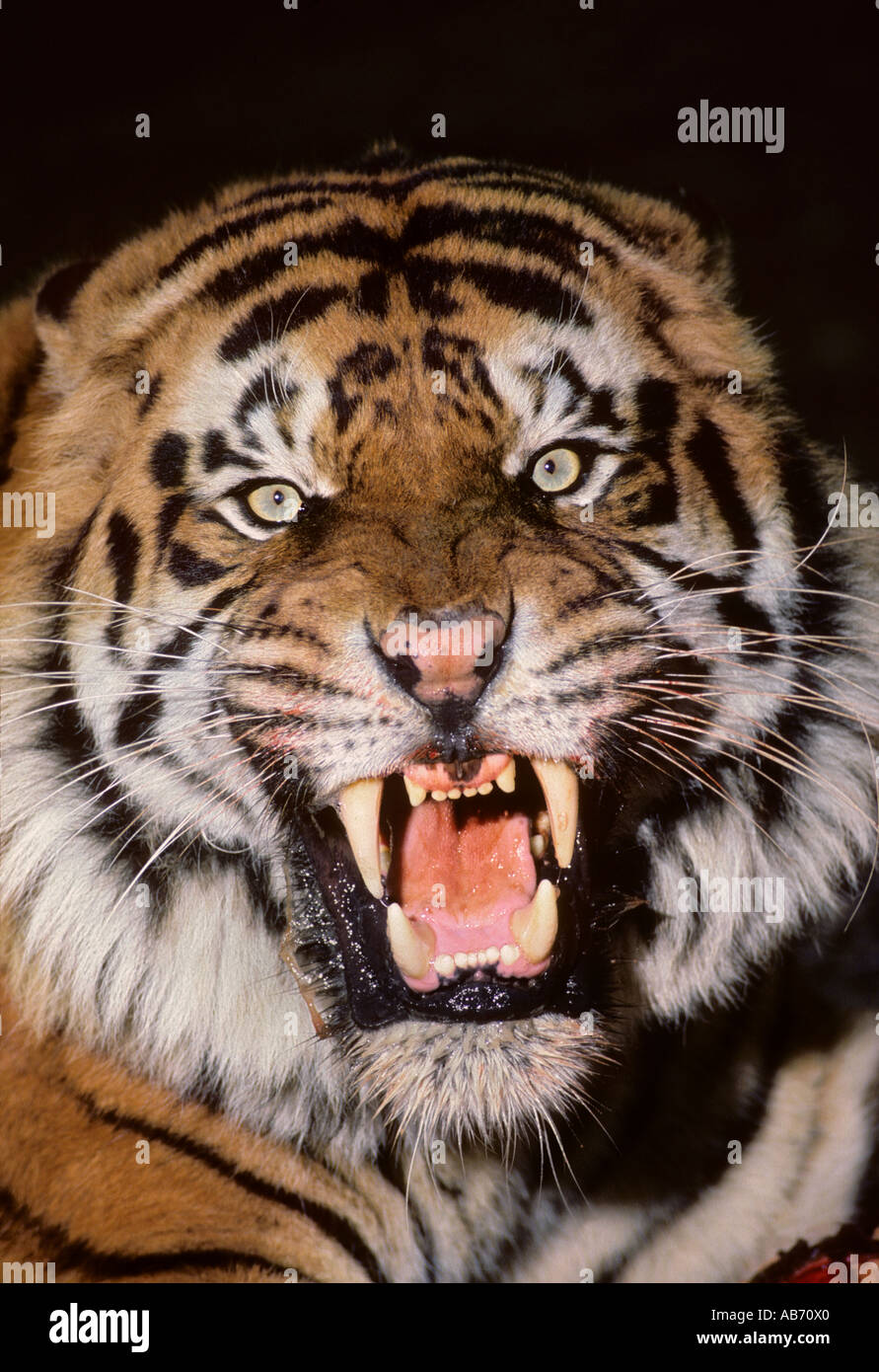 Indian tiger (Panthera tigris tigris) Captive, Port Lympne Wild Animal ...