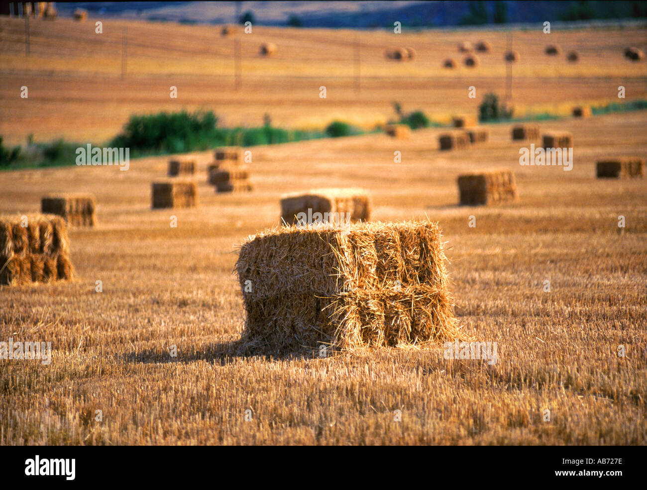 Italy Tuscany field fields grass grassland Stock Photo - Alamy