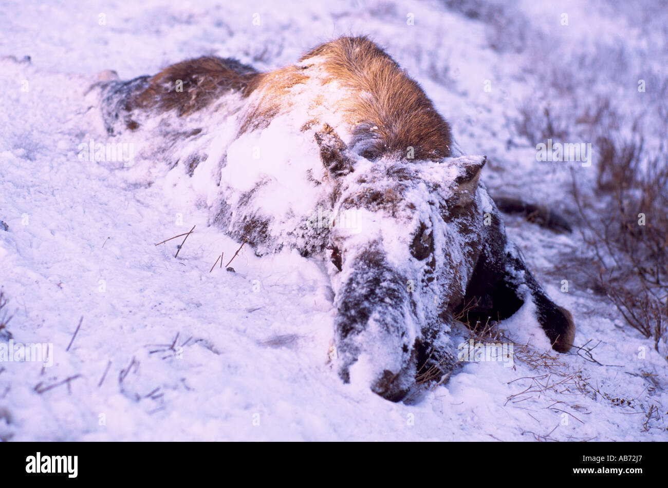 Carcass of Moose (Alces americana) killed by a Vehicle on a Highway in ...