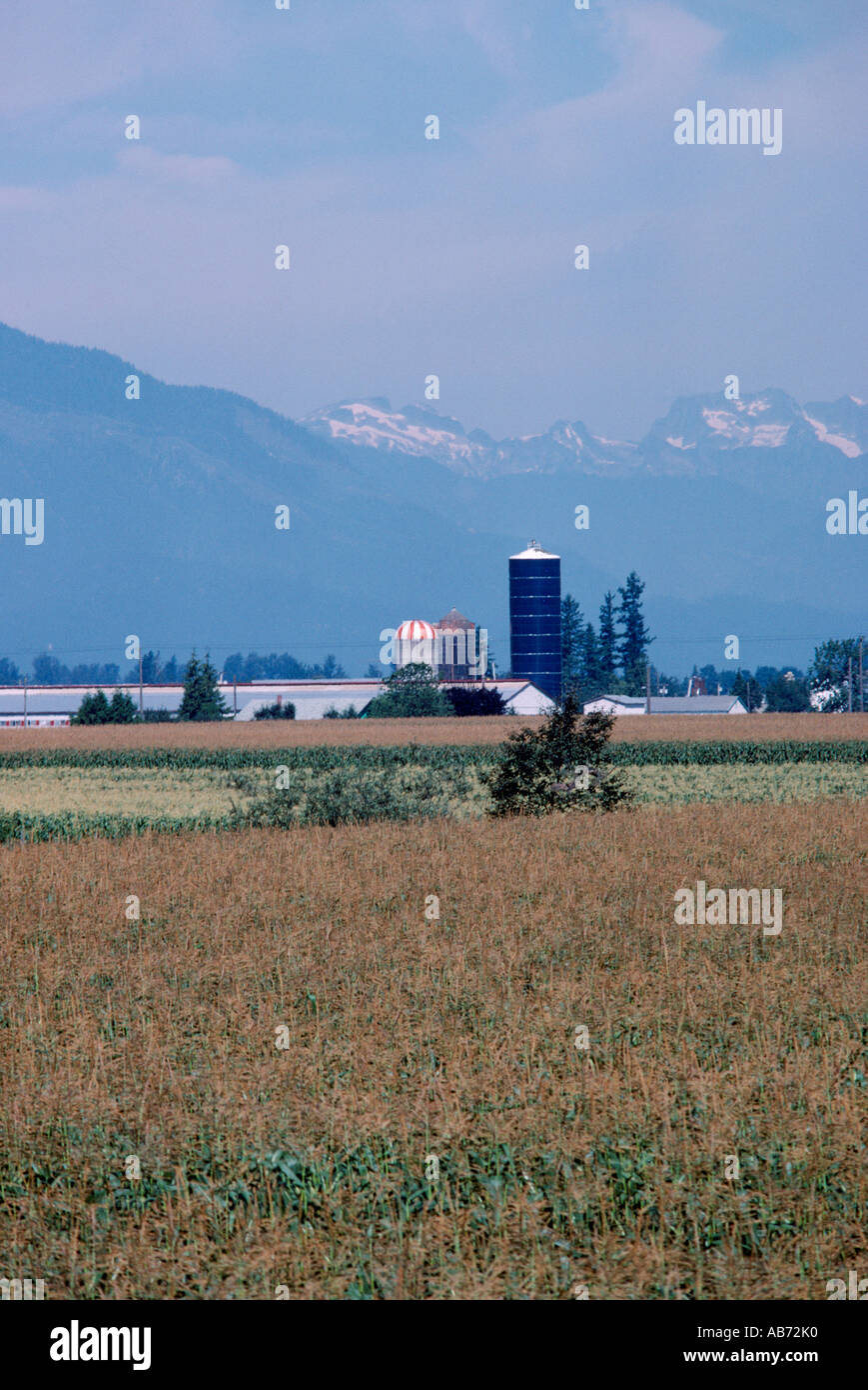 Bc corn field fields stalks farm hi-res stock photography and images ...