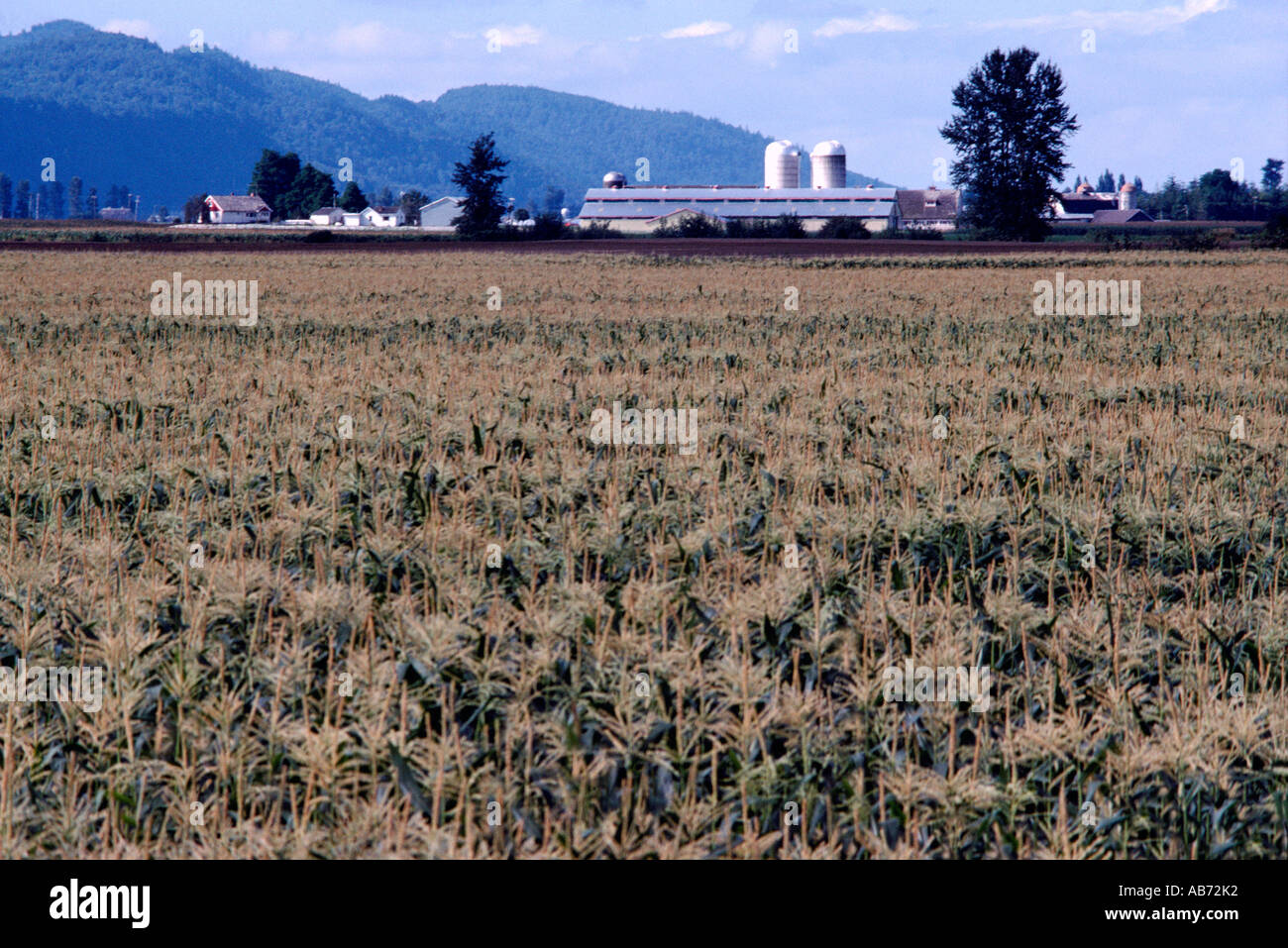Corn Stalks in Corn Field on Farm near Abbotsford and Chilliwack and ...