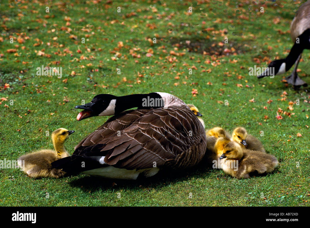 Hissing geese hi-res stock photography and images - Alamy