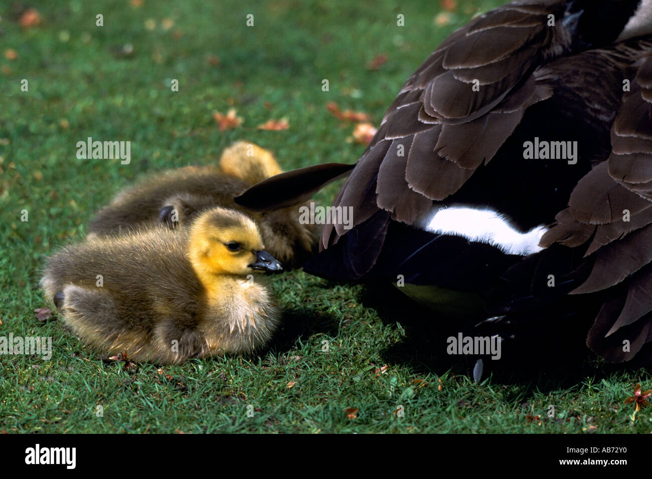 Canada geese group bird photo hi-res stock photography and images - Alamy