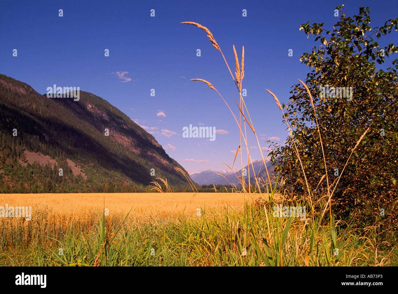 British Columbia Farm Scenes High Resolution Stock Photography and ...