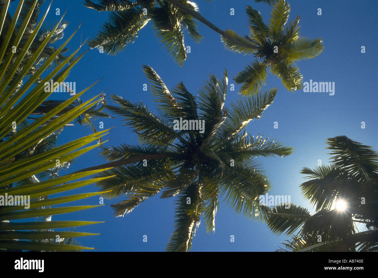 Palm trees in the Seychelles Stock Photo - Alamy