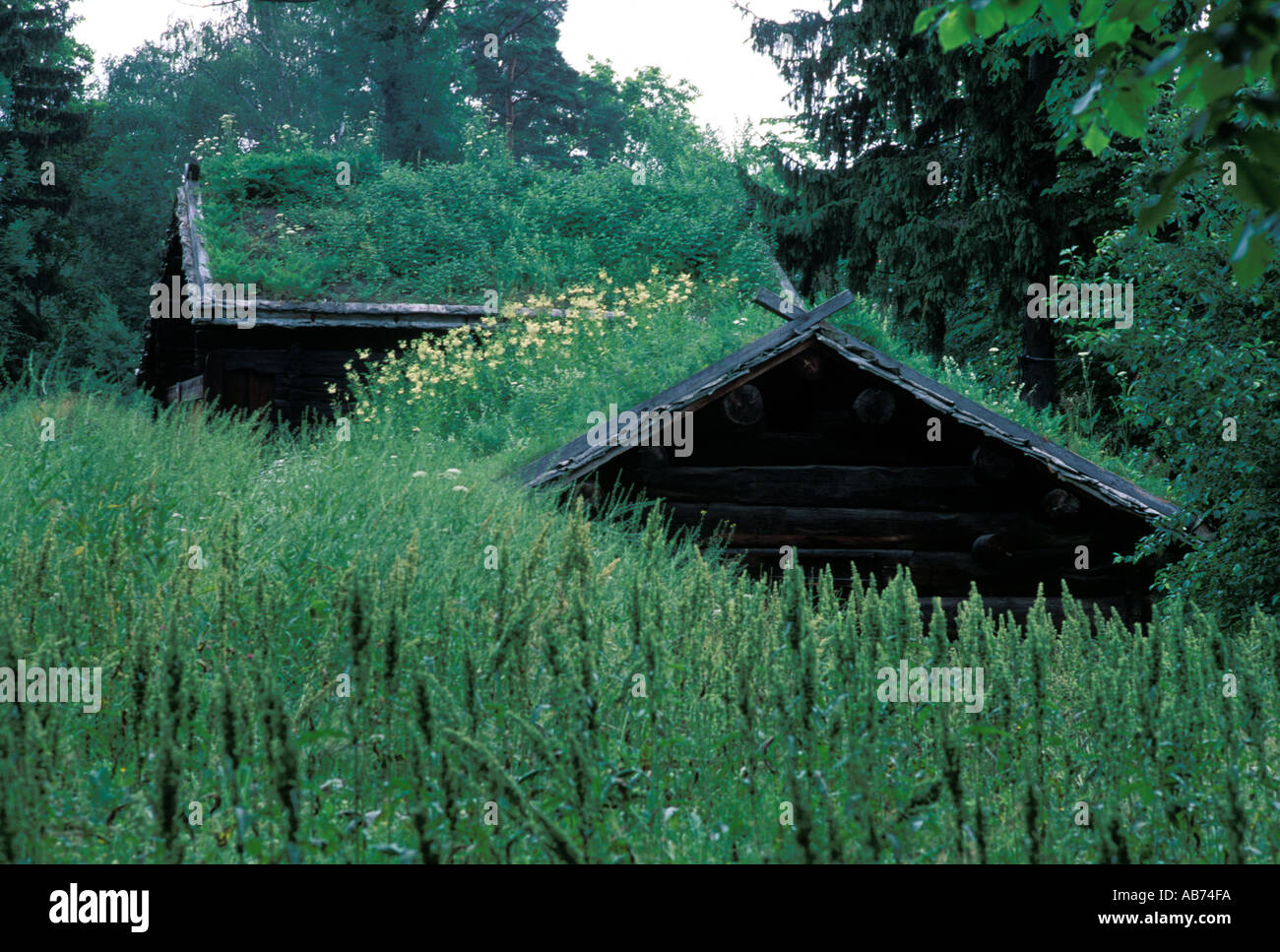 Grass roofed farm buildings in a field Norway Stock Photo - Alamy