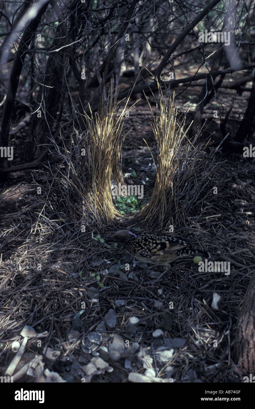 Bird Western Bower Bird Bower Bird Stock Photo - Alamy