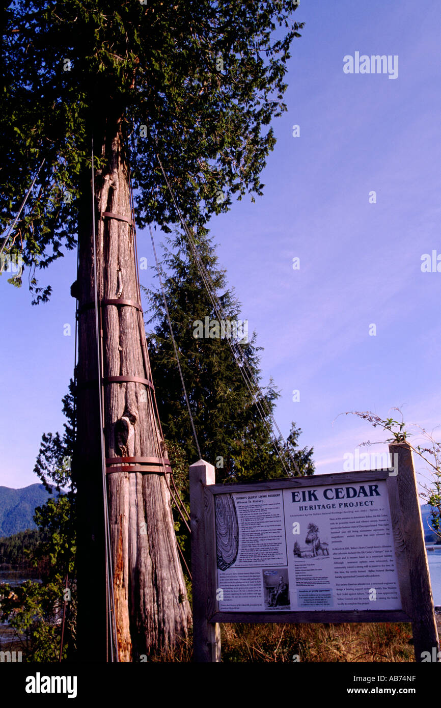 Eik Cedar Tree Heritage Project, Tofino, Vancouver Island, BC, British ...