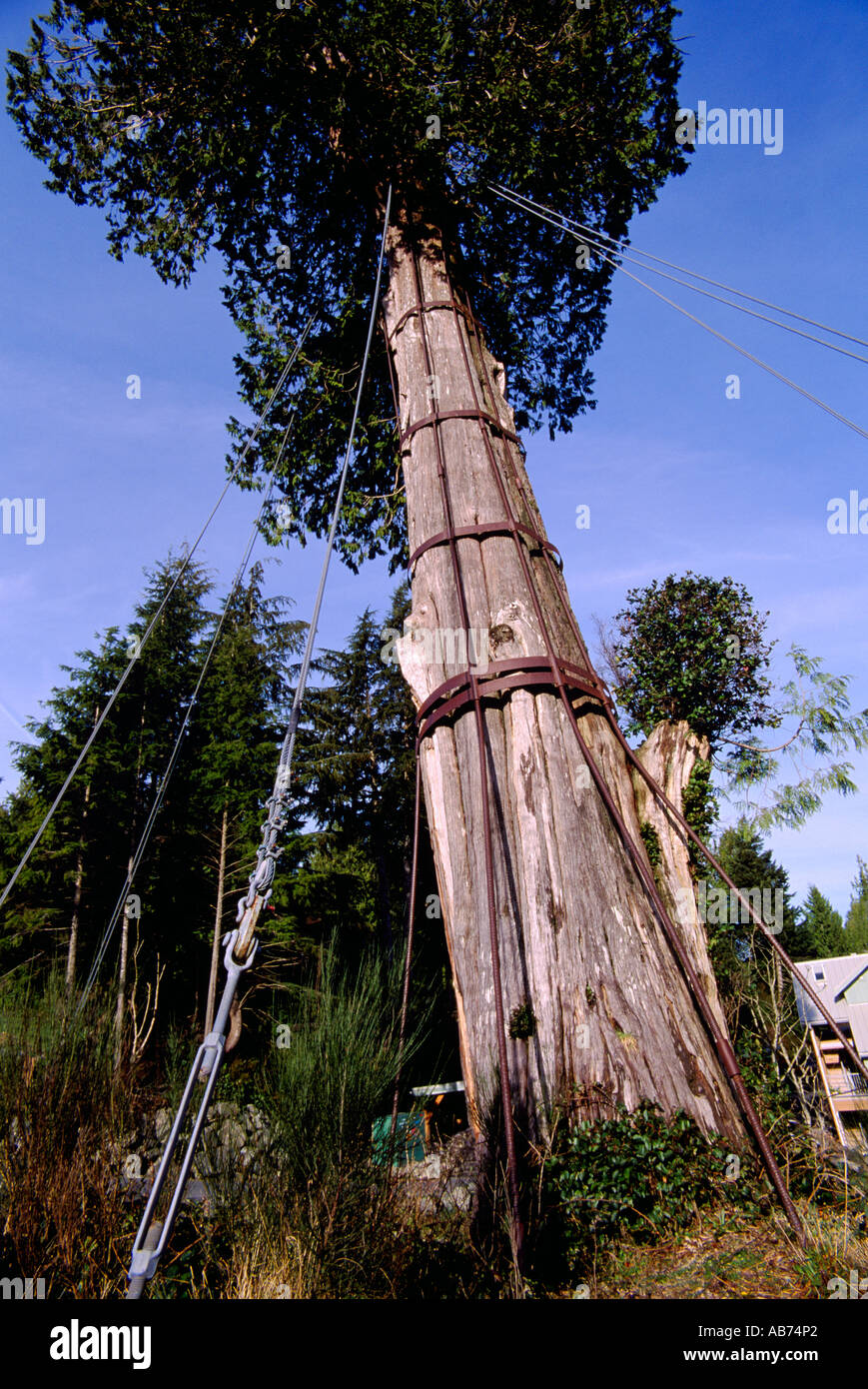 Eik Cedar Tree Heritage Project, Tofino, Vancouver Island, BC, British ...