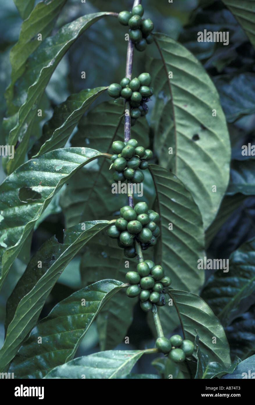 Plant Coffee Ecuador Stock Photo - Alamy
