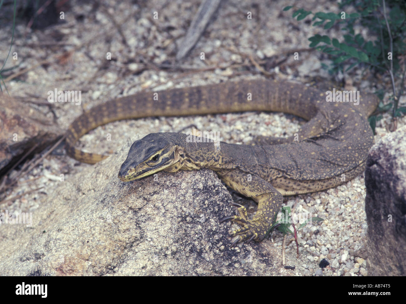 Animal Lizard Lace Monitor Lizard Stock Photo - Alamy