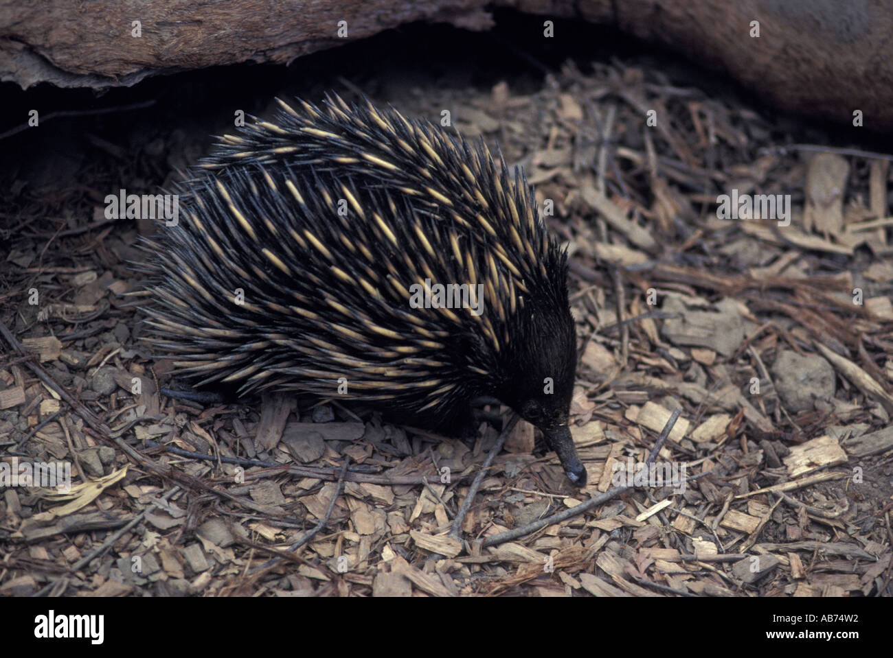 Animal Echidna Spiny Anteater Stock Photo - Alamy