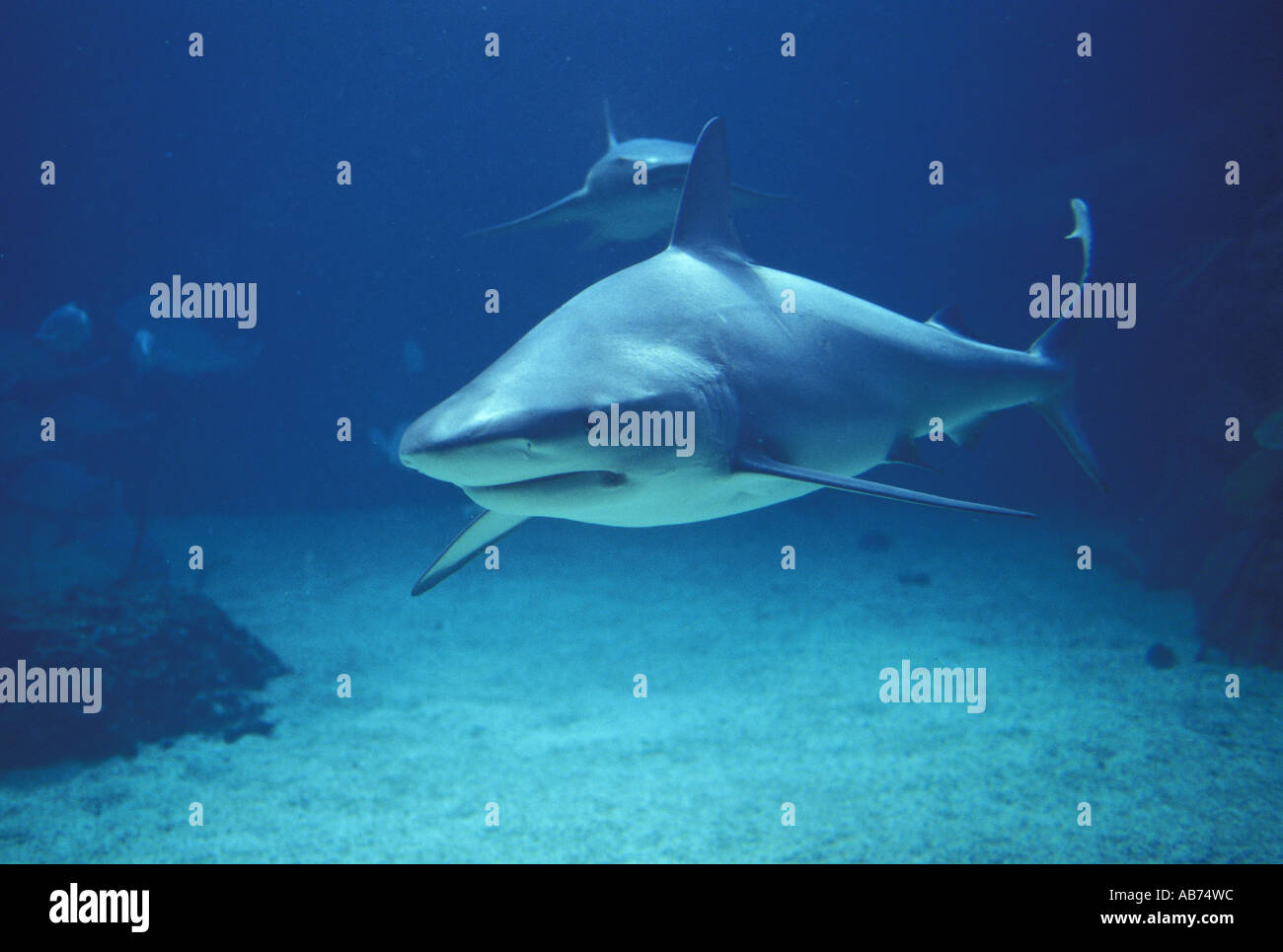 Animal Requiem Shark Reef Shark Stock Photo - Alamy