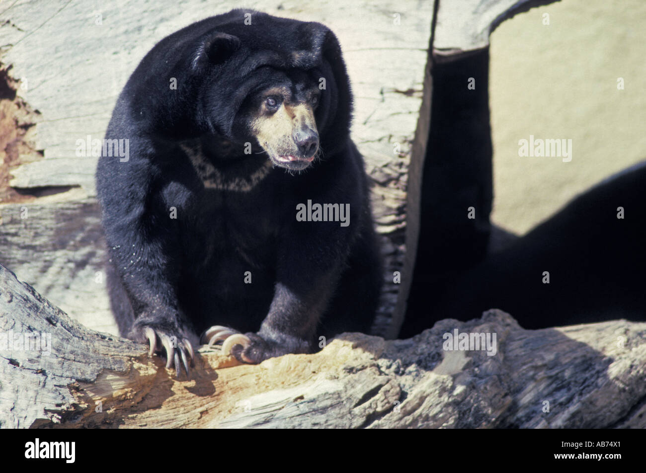 Animal Bear Malayan Sun Bear Stock Photo - Alamy