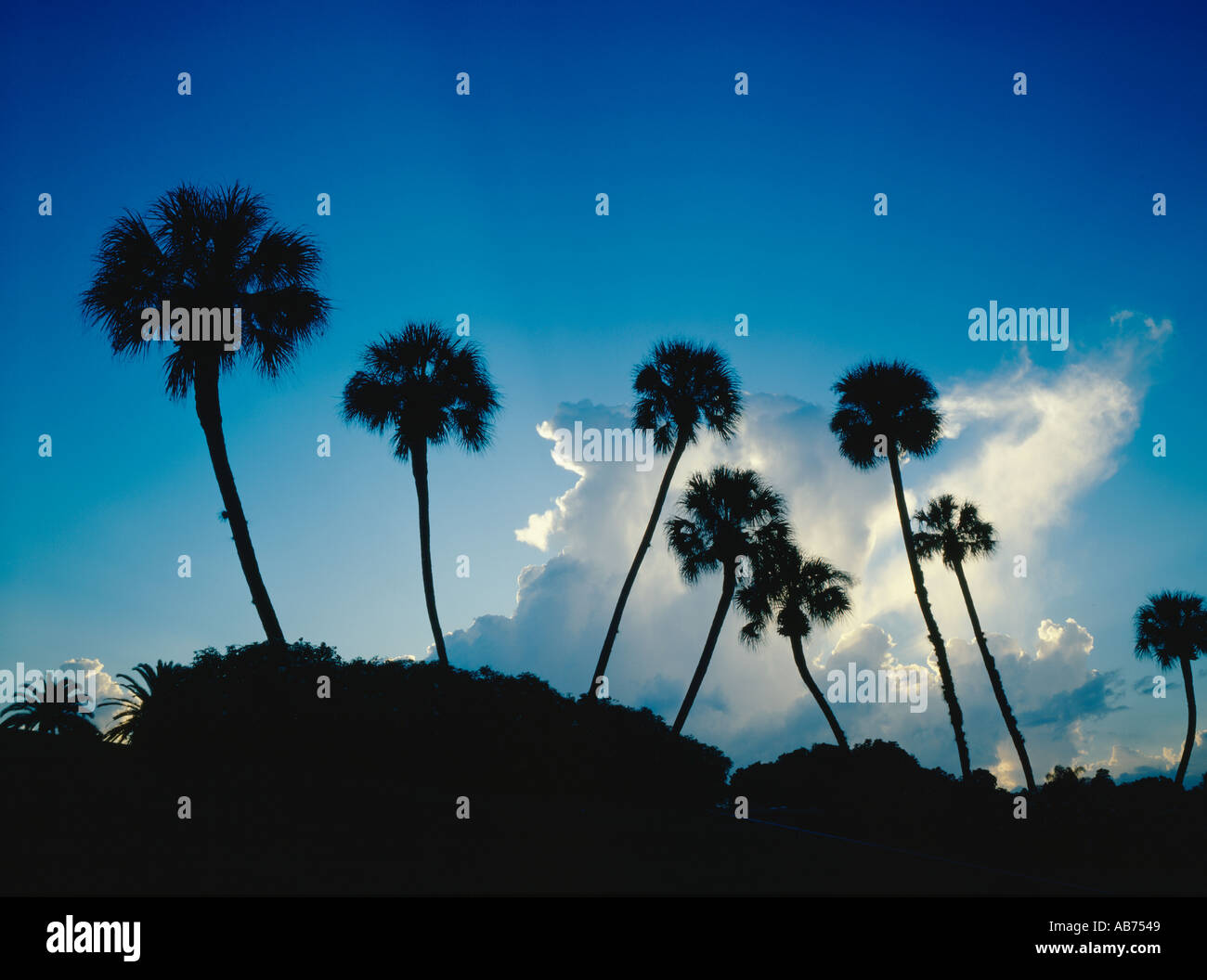 Cabbage palm trees at sunset in Florida USA Stock Photo - Alamy