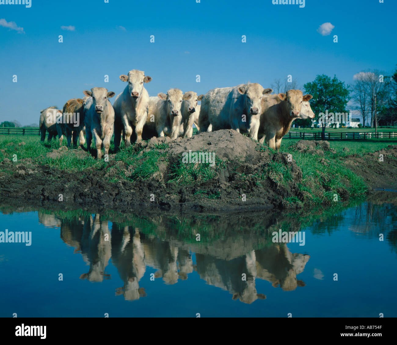Charolais cows hi-res stock photography and images - Alamy