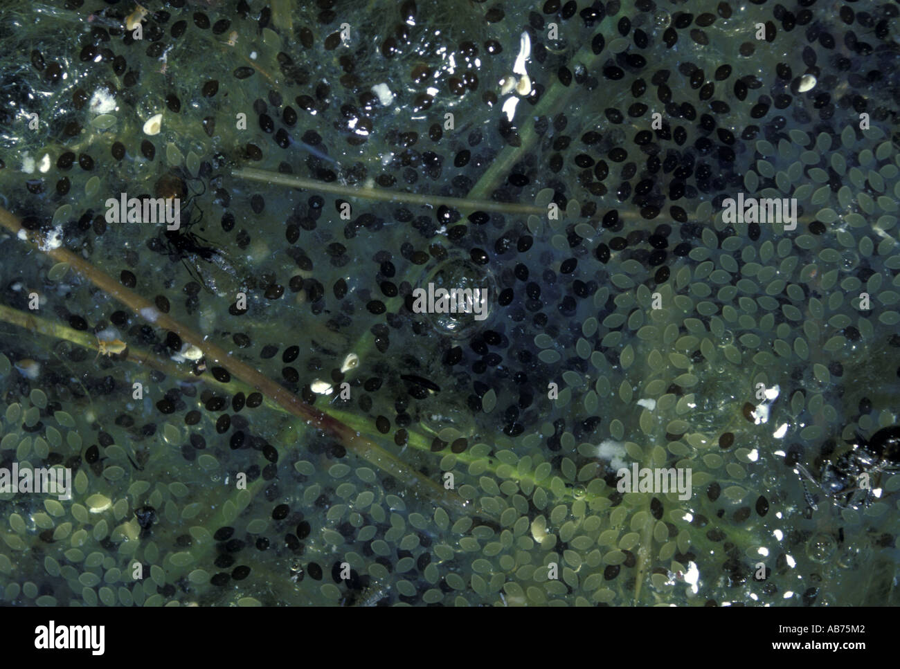 Dragonfly Dragonfly Eggs Eggs Amongst Algae at Surface of Pond Stock ...