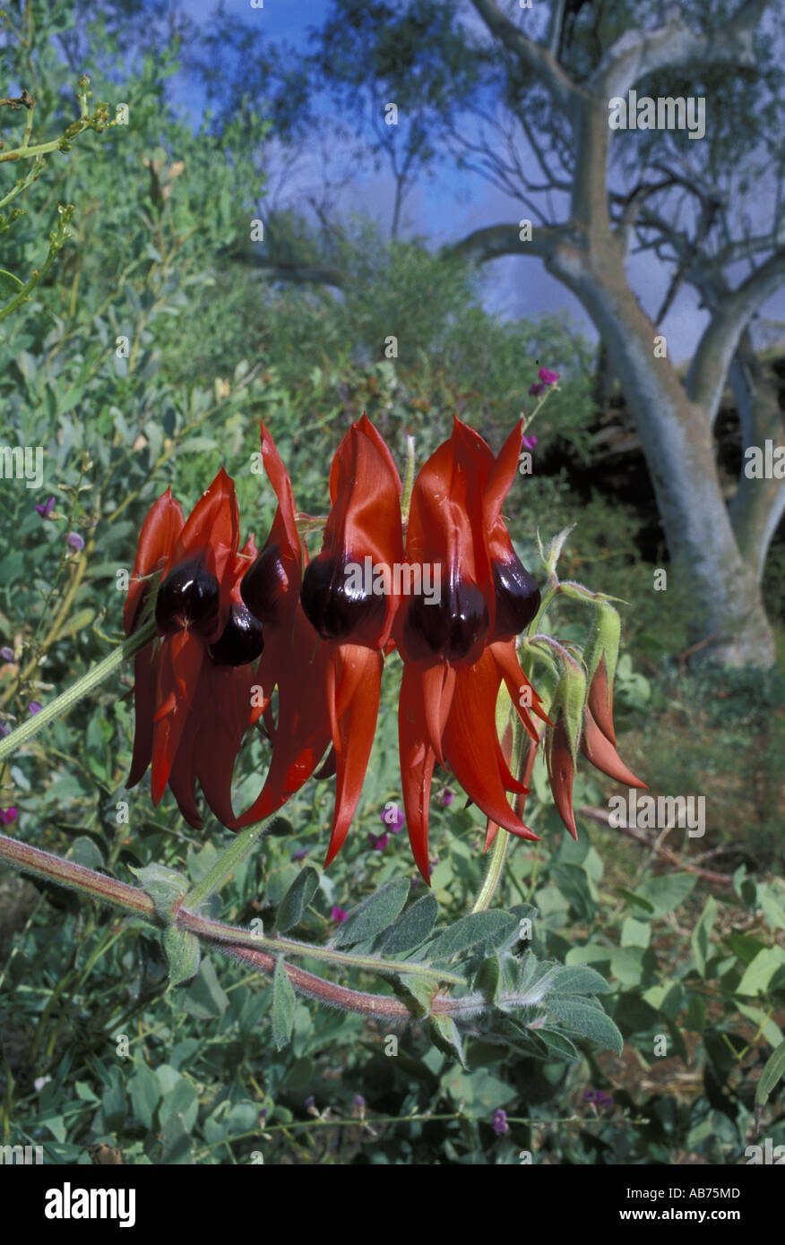 Pea Stuart Desert Pea Pilbara Region Stock Photo - Alamy