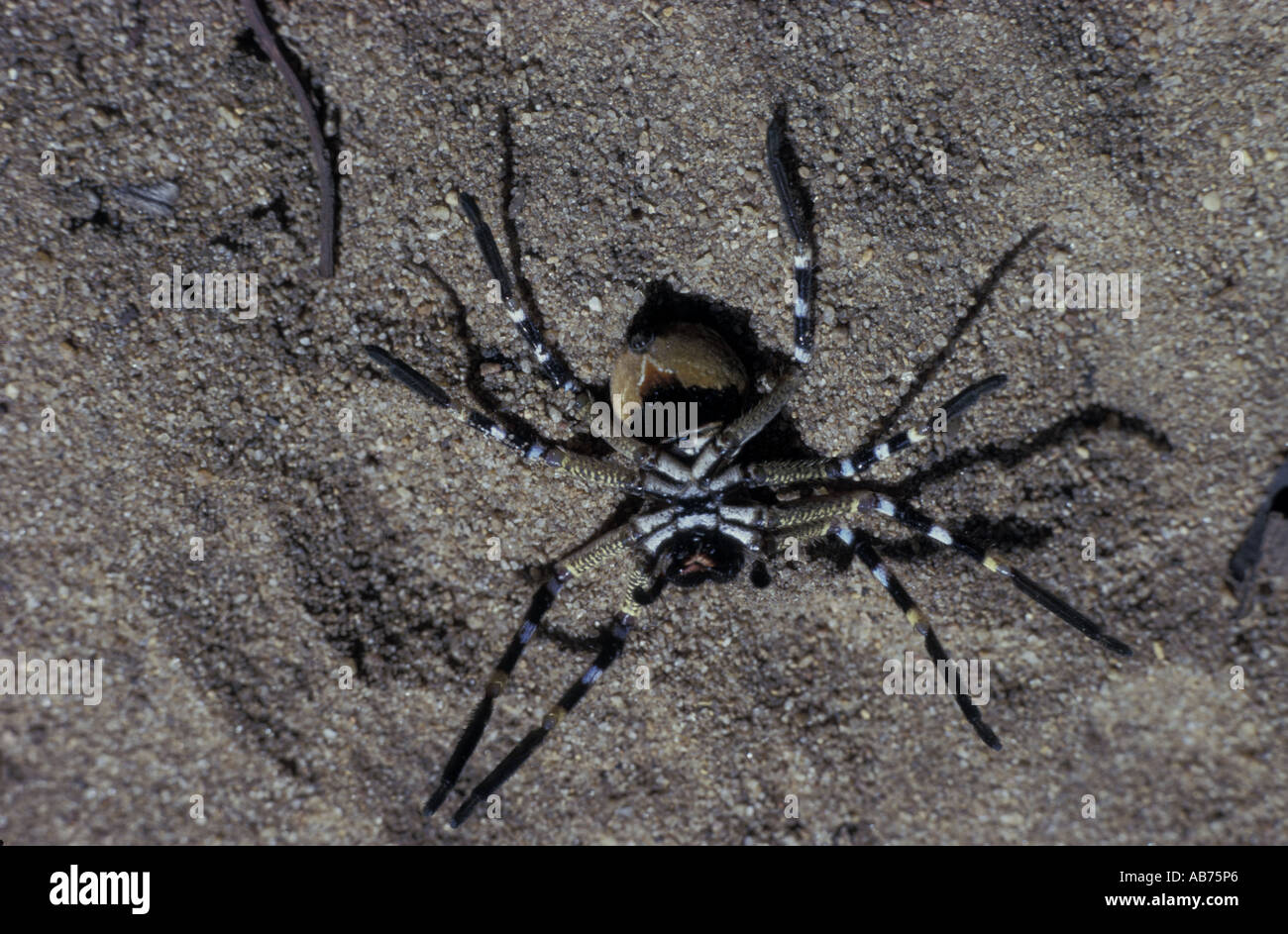 Spider Spider Warning Display Fleeing Fire Turn on Back When Attached ...