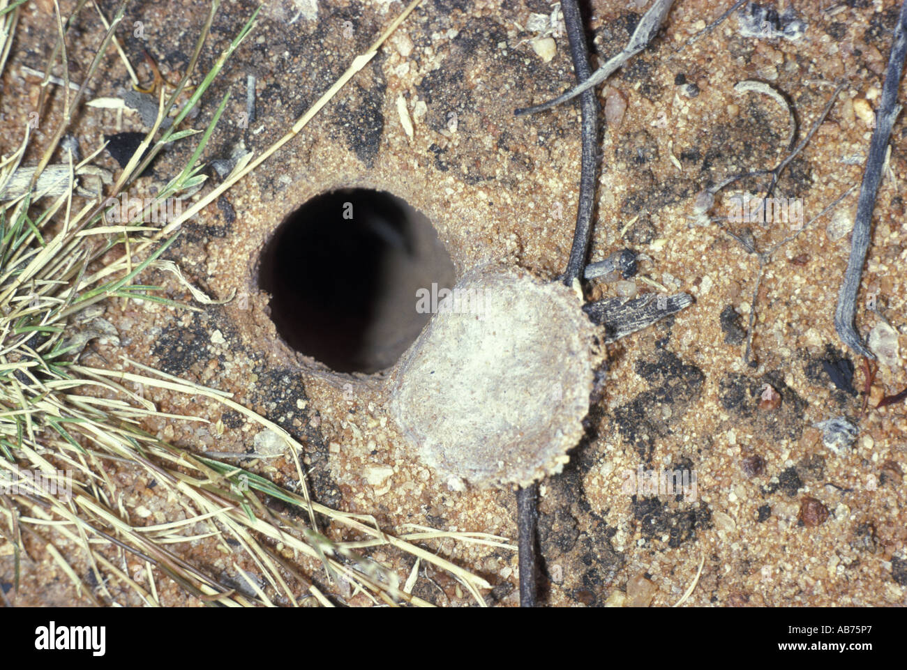 Spider Trap Door Spider Stock Photo - Alamy