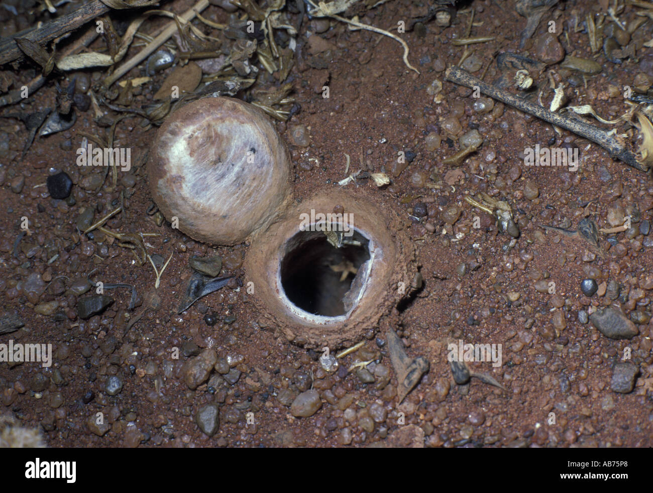Spider Trap Door Spider Stock Photo - Alamy